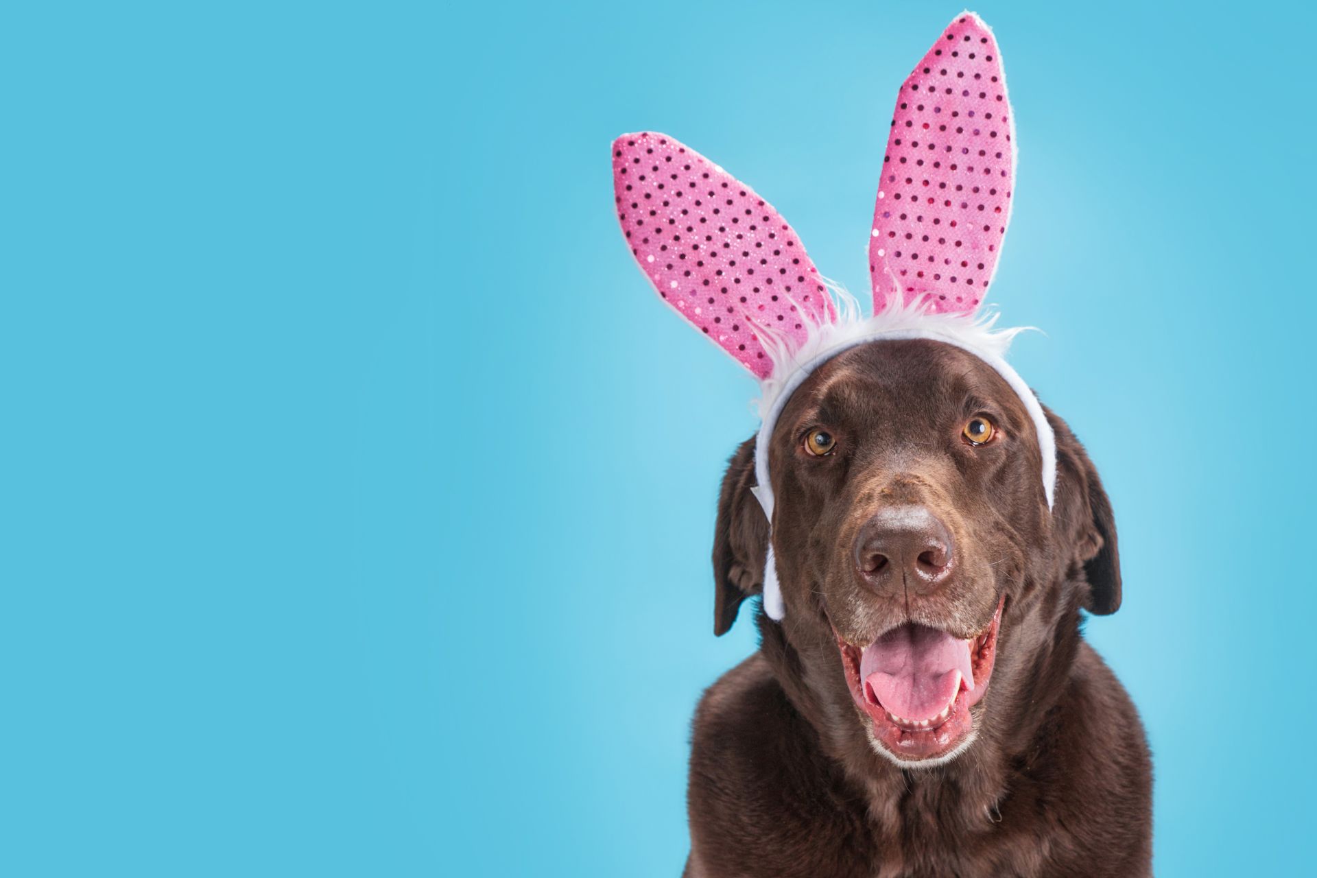 Páscoa: mantenha o chocolate longe dos pets – Veterinária em Casa